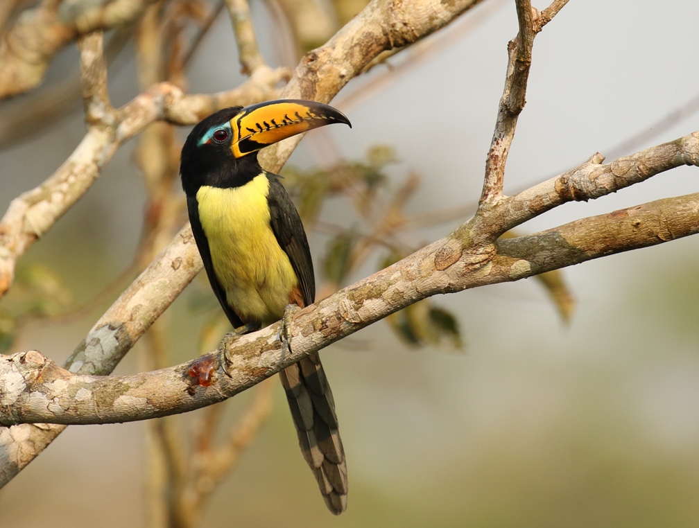 Foto araçari-de-bico-riscado (Pteroglossus inscriptus) Por Paulo ...