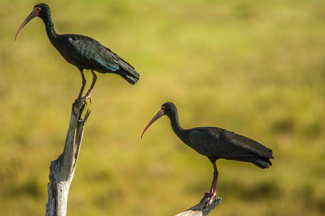 Foto tapicuru (Phimosus infuscatus) Por José Pireni | Wiki Aves - A ...