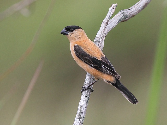 caboclinho (Sporophila bouvreuil) | WikiAves - A Enciclopédia das Aves ...