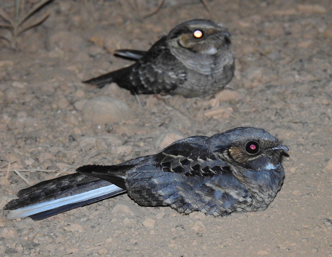 Foto bacurau (Nyctidromus albicollis) Por Lawrence Rabelo De Almeida ...
