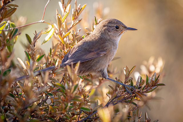Foto garrincha-chorona (Asthenes moreirae) Por Paulo Fernando ...