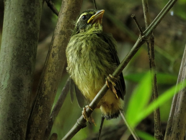 trinca-ferro (Saltator similis) | WikiAves - A Enciclopédia das Aves do ...