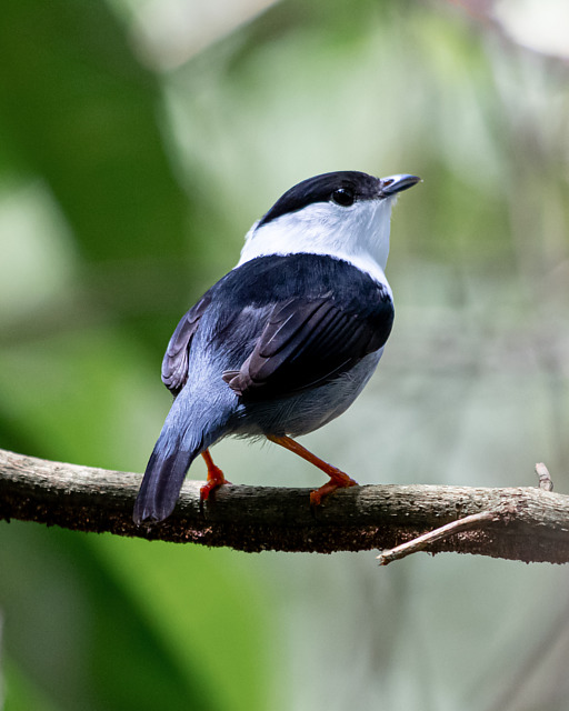 Foto rendeira (Manacus manacus) Por João Victor Cardoso Fernandes ...