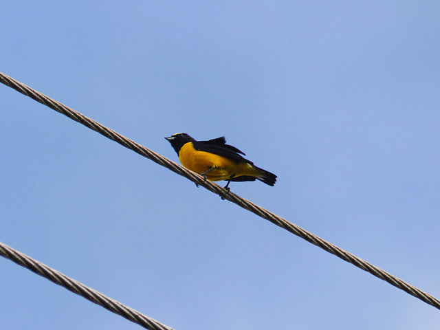 Foto fim-fim (Euphonia chlorotica) Por Anderson C. Oliveira | Wiki Aves ...