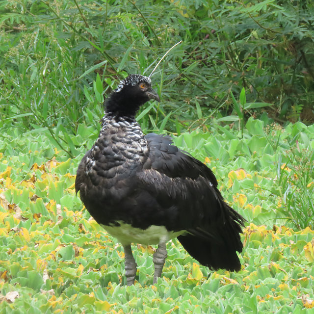 Foto anhuma (Anhima cornuta) Por Ronaldo Rodrigues de Moraes | Wiki ...