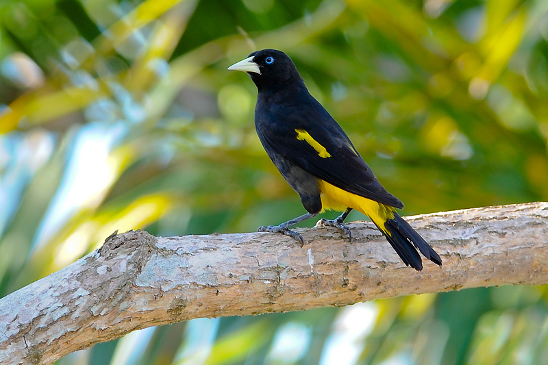 Foto xexéu (Cacicus cela) Por Joao Quental | Wiki Aves - A Enciclopédia ...