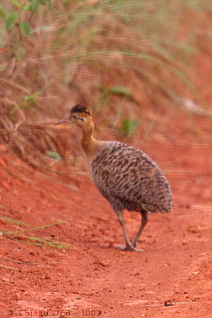 Foto perdiz (Rhynchotus rufescens) Por Thiago Laranjeiras | Wiki Aves ...