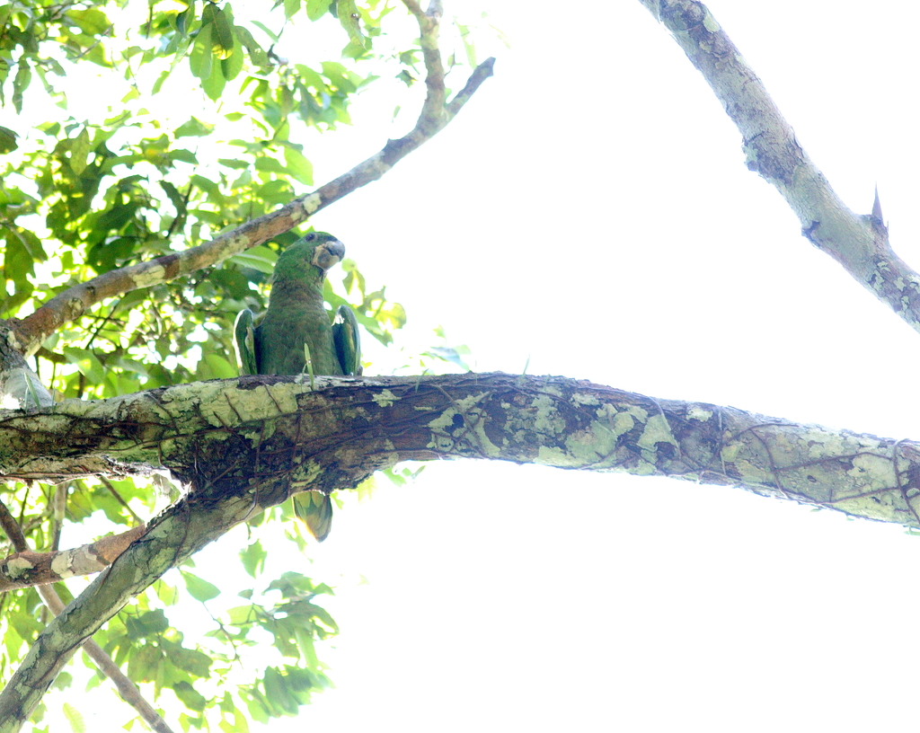 Foto papagaio-dos-garbes (Amazona kawalli) Por Gustavo Gonsioroski ...