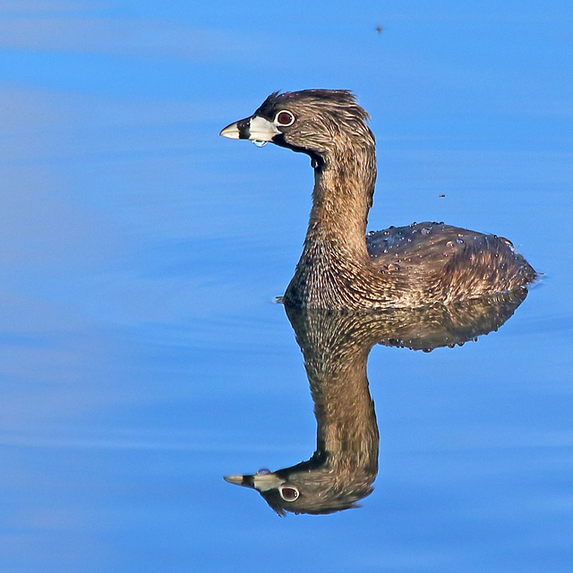 mergulhão-caçador (Podilymbus podiceps) | WikiAves - A Enciclopédia das ...