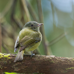 fruxu-baiano (Neopelma aurifrons) | WikiAves - A Enciclopédia das Aves ...