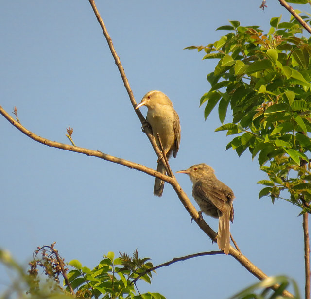 Foto catatau (Campylorhynchus turdinus) Por Wagner Loureiro | Wiki Aves ...