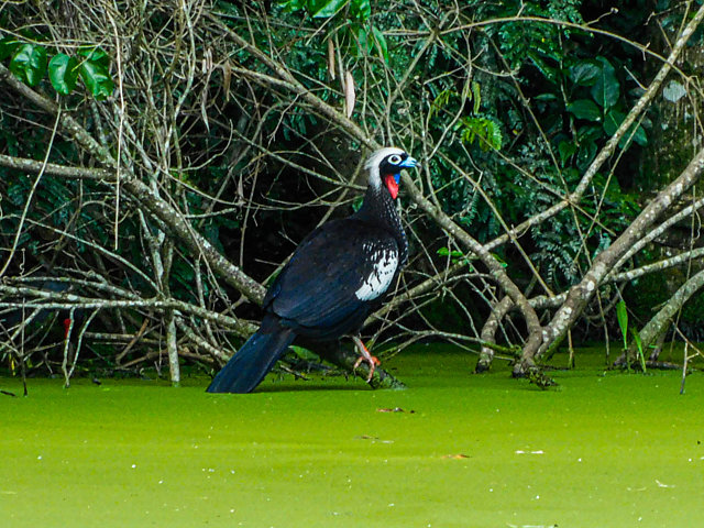 Foto jacutinga (Aburria jacutinga) Por Daniel Lorenzon | Wiki Aves - A ...
