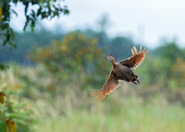 Foto perdiz (Rhynchotus rufescens) Por Caio Brito | Wiki Aves - A ...