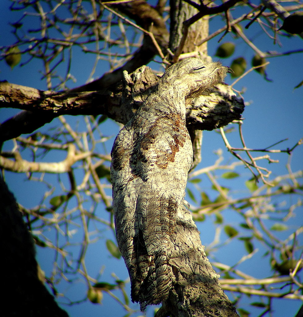 Foto urutau-grande (Nyctibius grandis) Por Eduardo Patrial | Wiki Aves ...