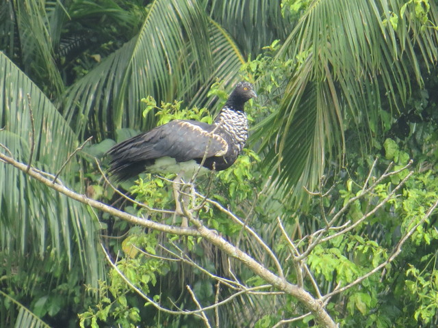 Foto anhuma (Anhima cornuta) Por Igor Nascimento | Wiki Aves - A ...