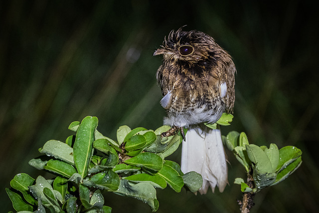 bacurau-de-rabo-branco (Hydropsalis candicans) | WikiAves - A ...
