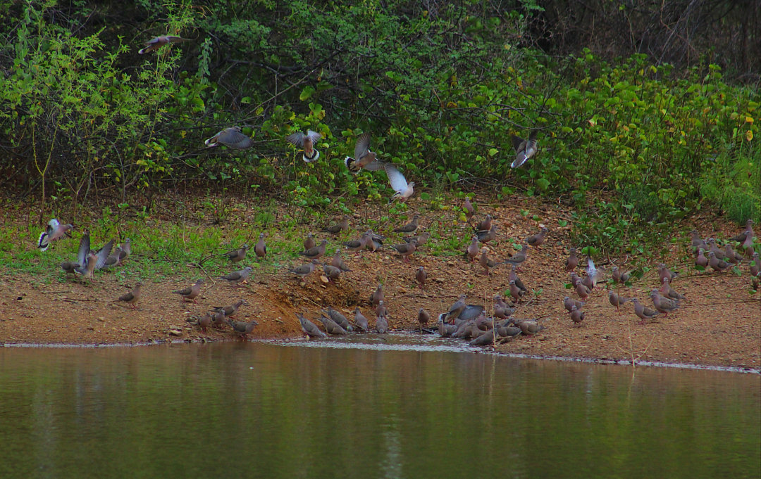 Foto avoante (Zenaida auriculata) Por Eudes Feitosa | Wiki Aves - A ...