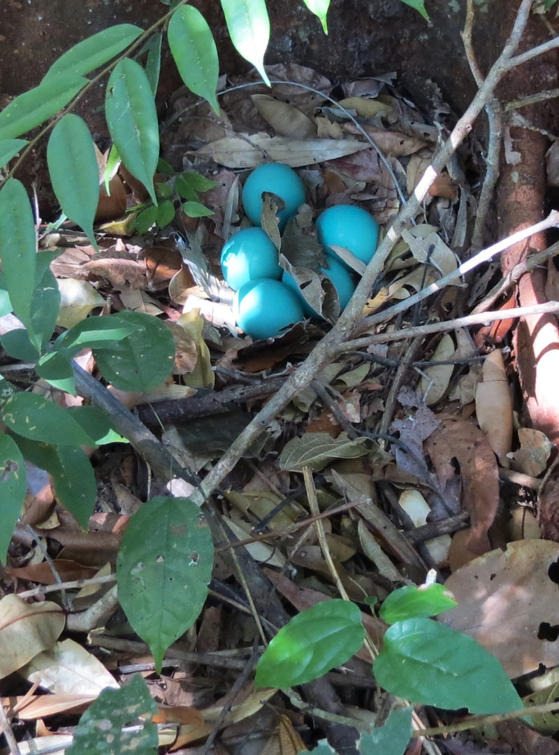 Foto inhambu-galinha (Tinamus guttatus) Por Victor Castro | Wiki Aves ...