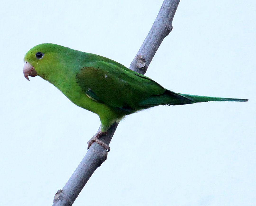 Foto periquito-rico (Brotogeris tirica) Por Vagner B Abranches | Wiki ...