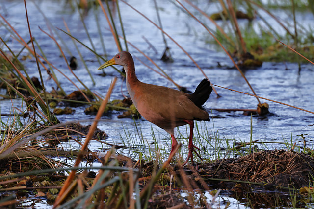 Foto saracuruçu (Aramides ypecaha) Por Sonia Maria de Souza | Wiki Aves ...
