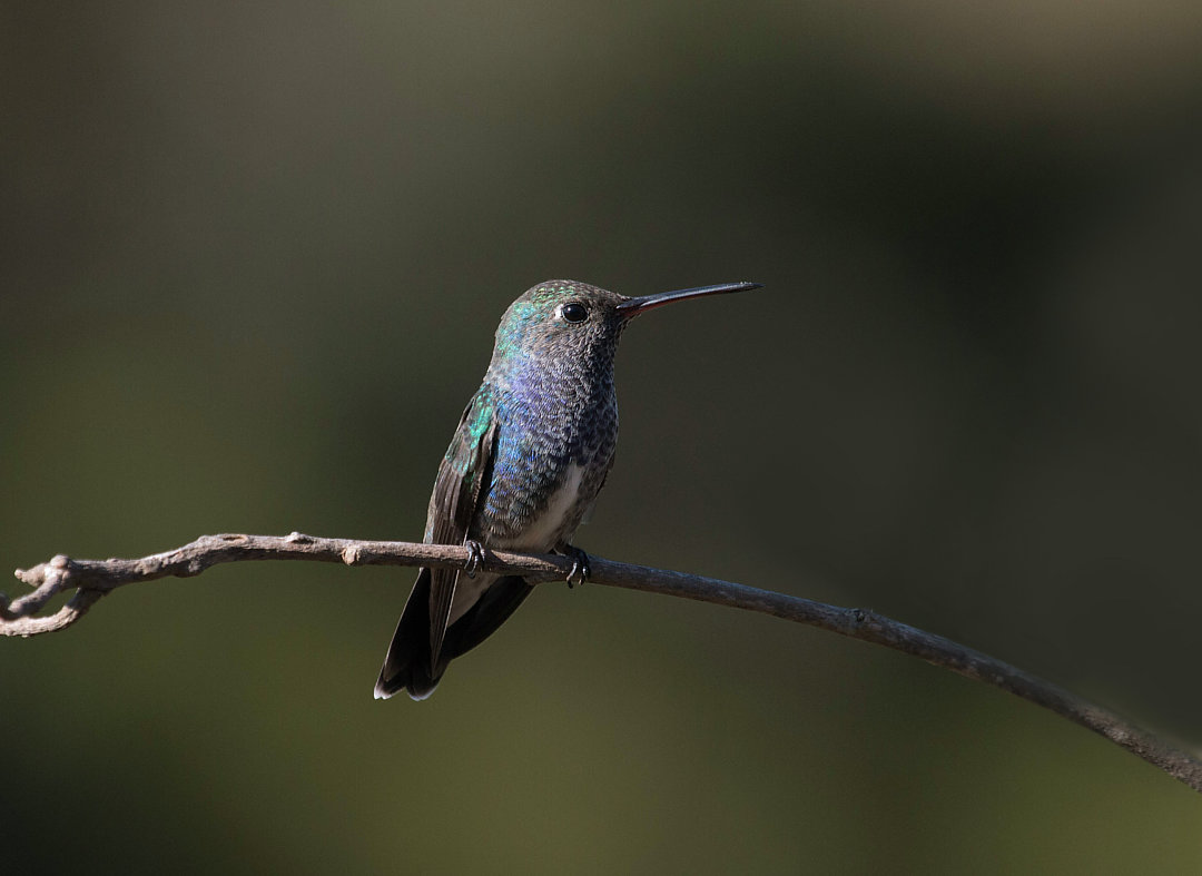 Foto beija-flor-de-peito-azul (Chionomesa lactea) Por Luciano Araujo ...