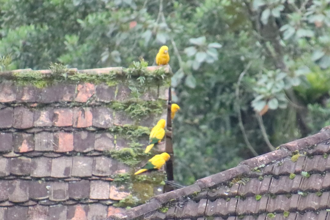 Foto ararajuba (Guaruba guarouba) Por Jose Tarasconi | Wiki Aves - A ...