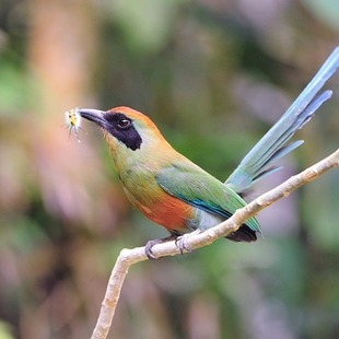Momotidae | WikiAves - A Enciclopédia das Aves do Brasil