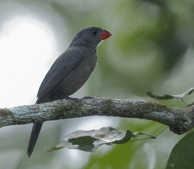 Foto bico-encarnado (Saltator grossus) Por Ester Ramirez | Wiki Aves ...