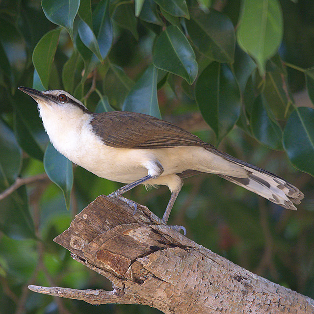 Foto garrincha-dos-lhanos (Campylorhynchus griseus) Por Fabyano Costa ...