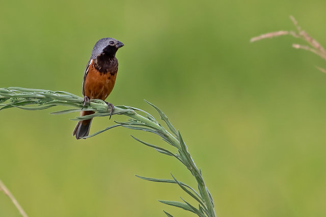 Foto caboclinho-de-papo-escuro (Sporophila ruficollis) Por Leonildo ...