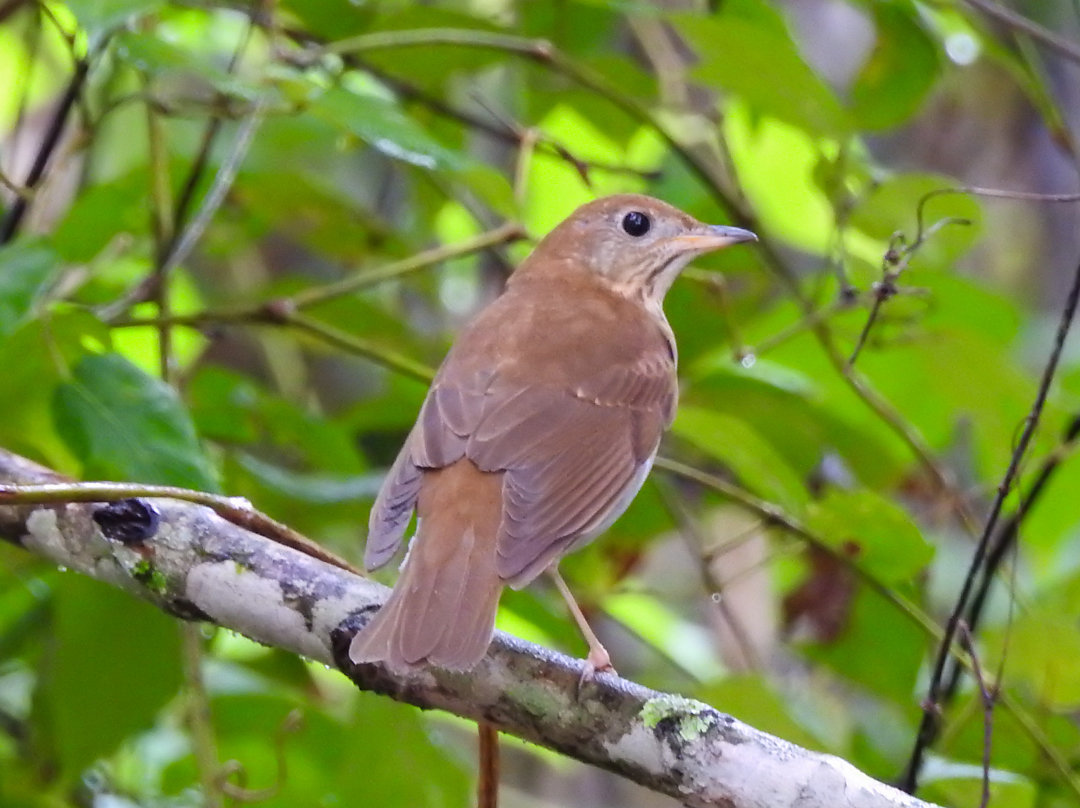 Foto sabiazinho-norte-americano (Catharus fuscescens) Por Giuliano Z ...