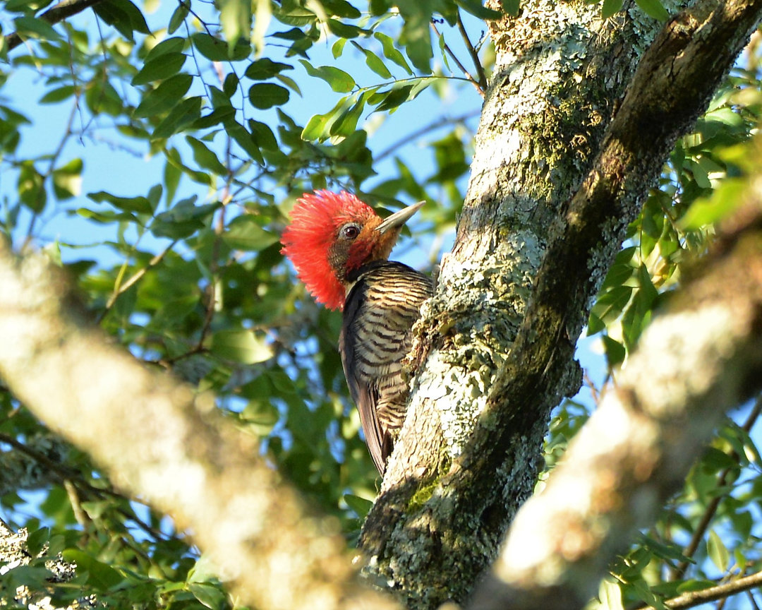 Foto pica-pau-de-cara-canela (Celeus galeatus) Por Joaquim Ribas | Wiki Aves - A Enciclopédia ...