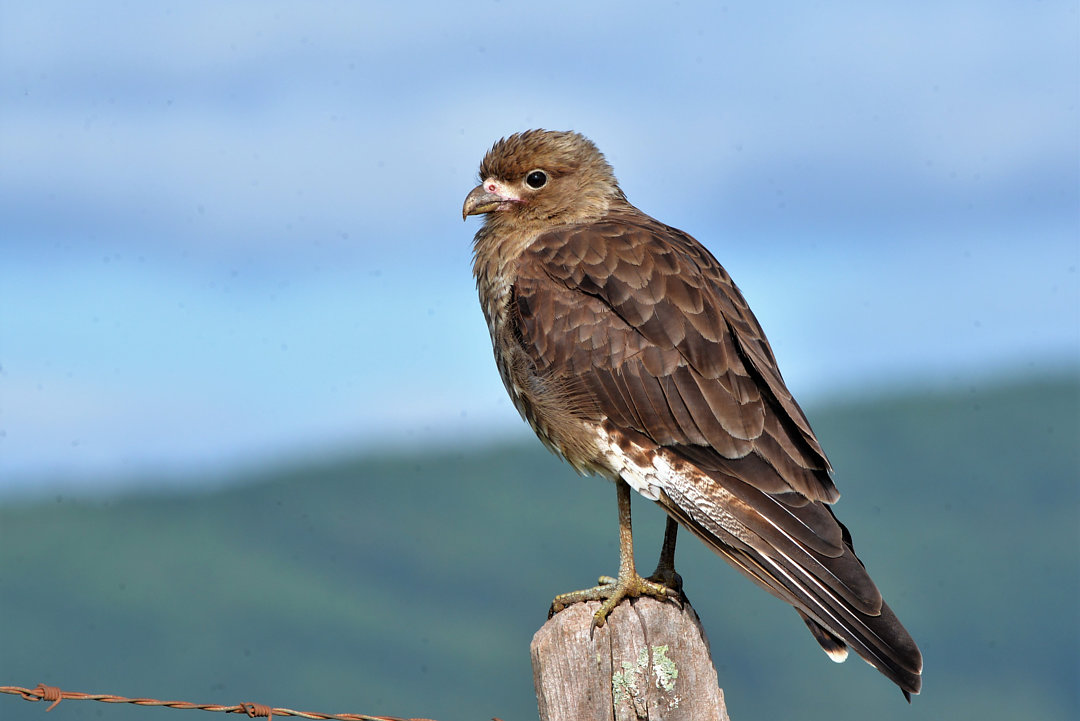 Foto chimango (Milvago chimango) Por Joaquim Ribas | Wiki Aves - A ...