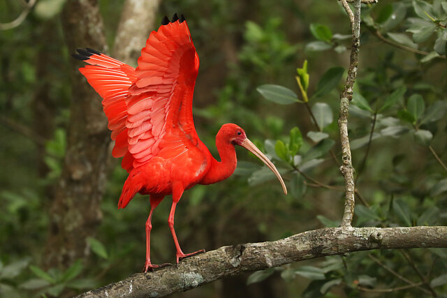 Foto guará (Eudocimus ruber) Por Leonardo Casadei | Wiki Aves - A ...