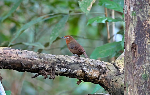 Foto uirapuru-do-imeri (Cyphorhinus transfluvialis) Por Silvio F C ...
