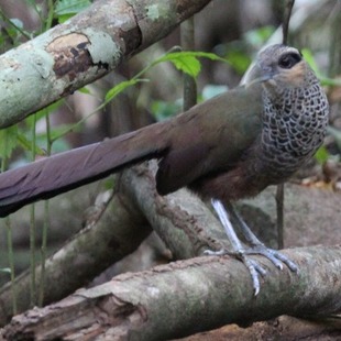 jacu-estalo-escamoso (Neomorphus squamiger) | WikiAves - A Enciclopédia ...