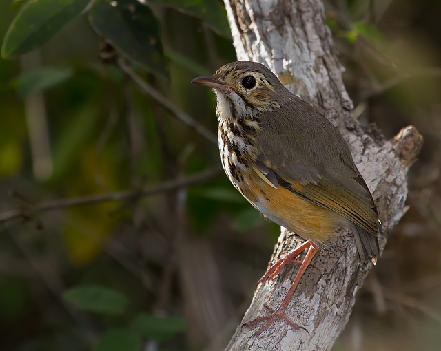 Foto pompeu (Hylopezus ochroleucus) Por R.onaldo G. L.ebowski | Wiki ...