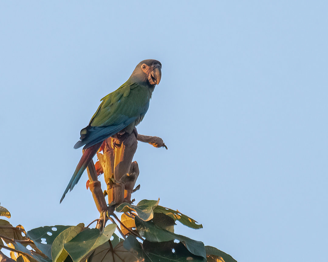 Foto maracanã-de-cabeça-azul (Primolius couloni) Por Adrian Rupp | Wiki ...