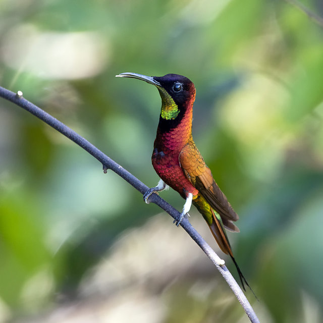 beija-flor-brilho-de-fogo (Topaza pella) | WikiAves - A Enciclopédia ...