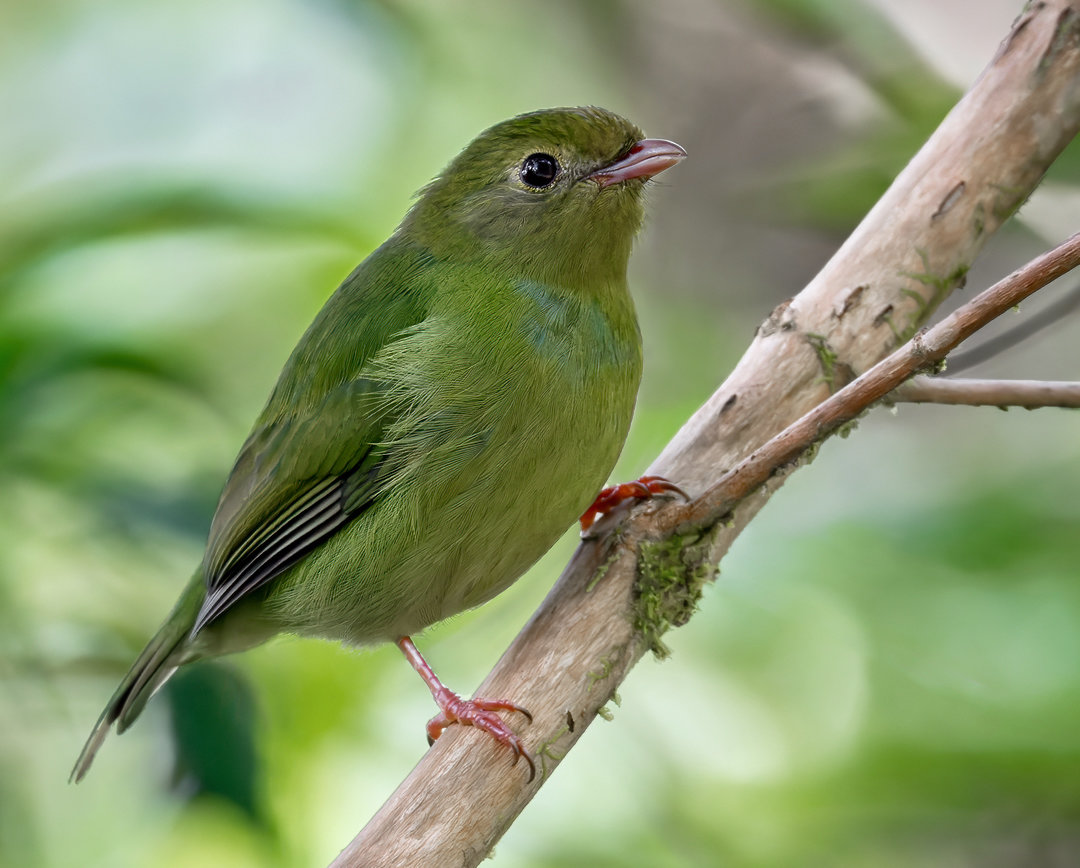Foto tangará (Chiroxiphia caudata) Por Paulo Cunha Pereira | Wiki Aves ...