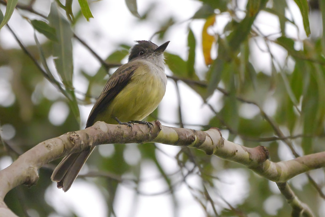 Foto maria-cavaleira-pequena (Myiarchus tuberculifer) Por Guilherme ...