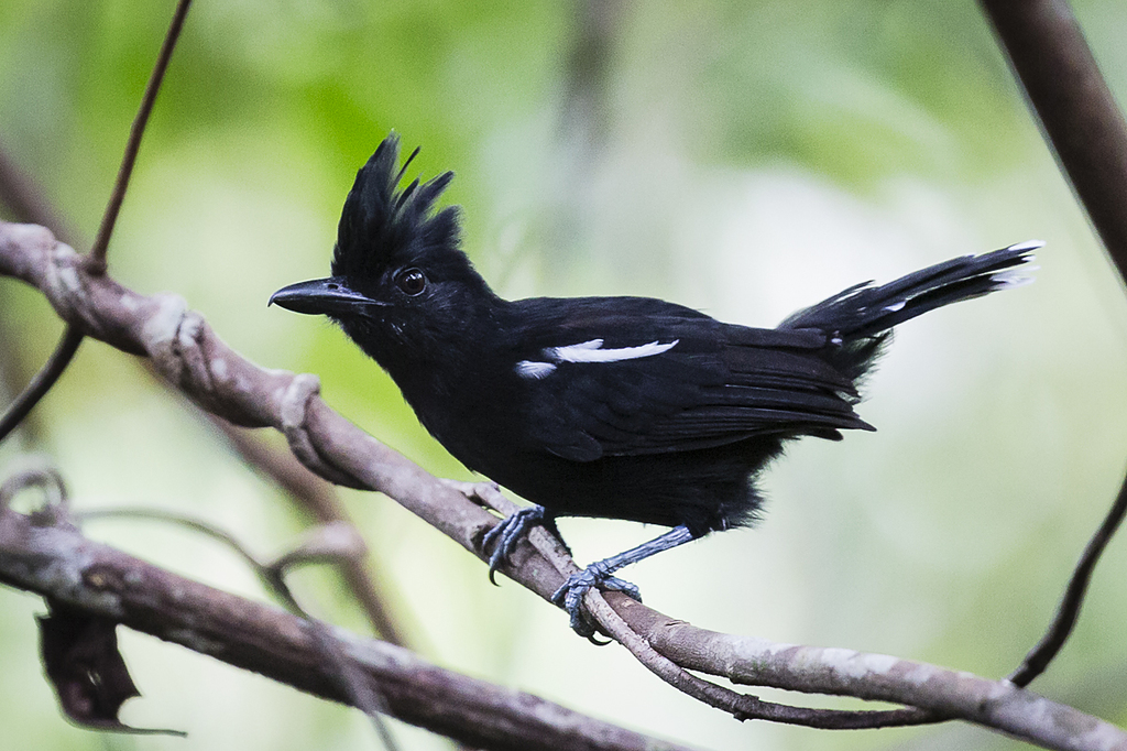 Foto choca-d'água (Sakesphorus luctuosus) Por Thelma Gatuzzo | Wiki ...