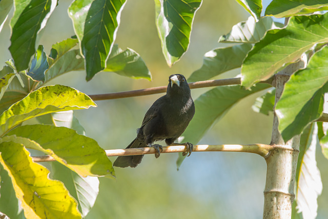 Foto iraúna-de-bico-branco (Cacicus solitarius) Por Valmiro Felippe ...