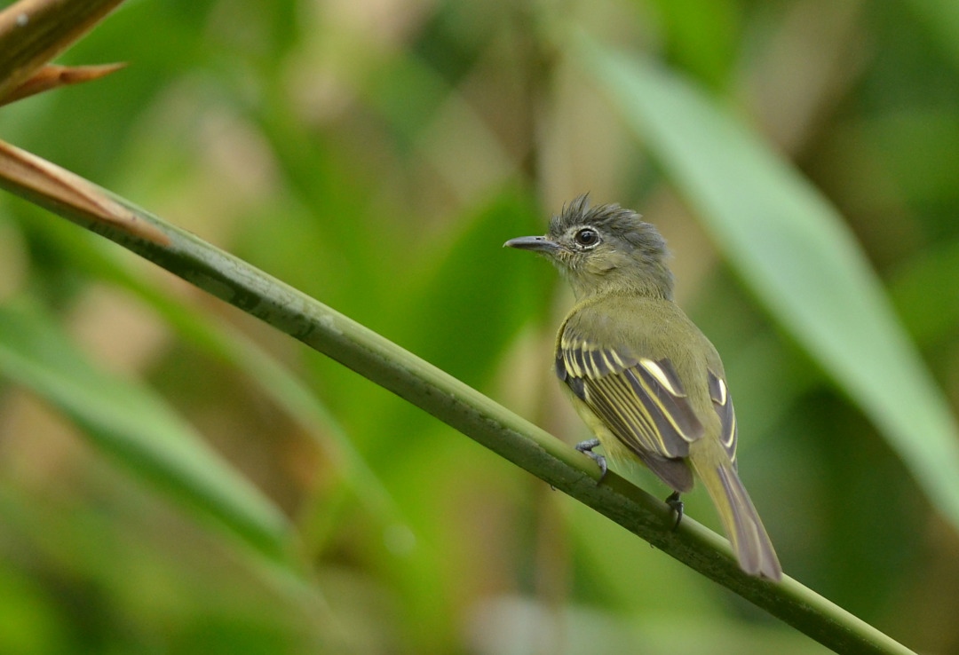 Foto bico-chato-da-copa (Tolmomyias assimilis) Por Ale Bianco | Wiki ...