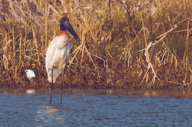 Foto tuiuiú (Jabiru mycteria) Por Cassiano T Rodrigues | Wiki Aves - A ...