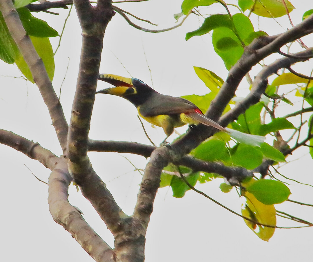 Foto araçari-de-bico-riscado (Pteroglossus inscriptus) Por Ivo Zecchin ...