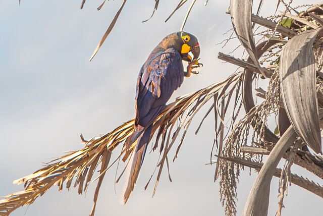 Foto arara-azul-de-lear (Anodorhynchus leari) Por Marcio B. Meira ...