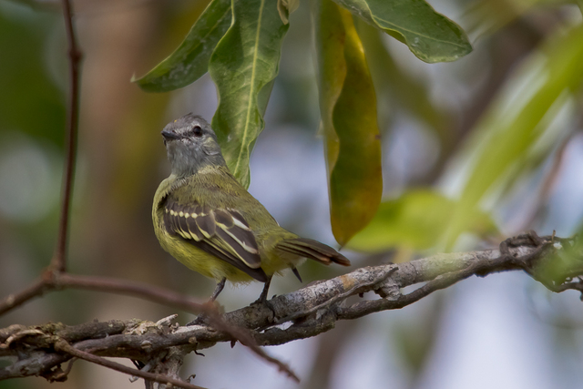 Foto maria-te-viu (Tyrannulus elatus) Por Bertrando Campos | Wiki Aves ...
