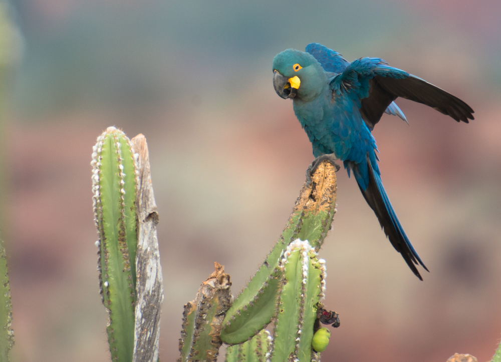 Foto arara-azul-de-lear (Anodorhynchus leari) Por Ricardo Gentil | Wiki ...