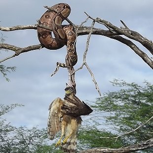 Accipitriformes | WikiAves - A Enciclopédia das Aves do Brasil